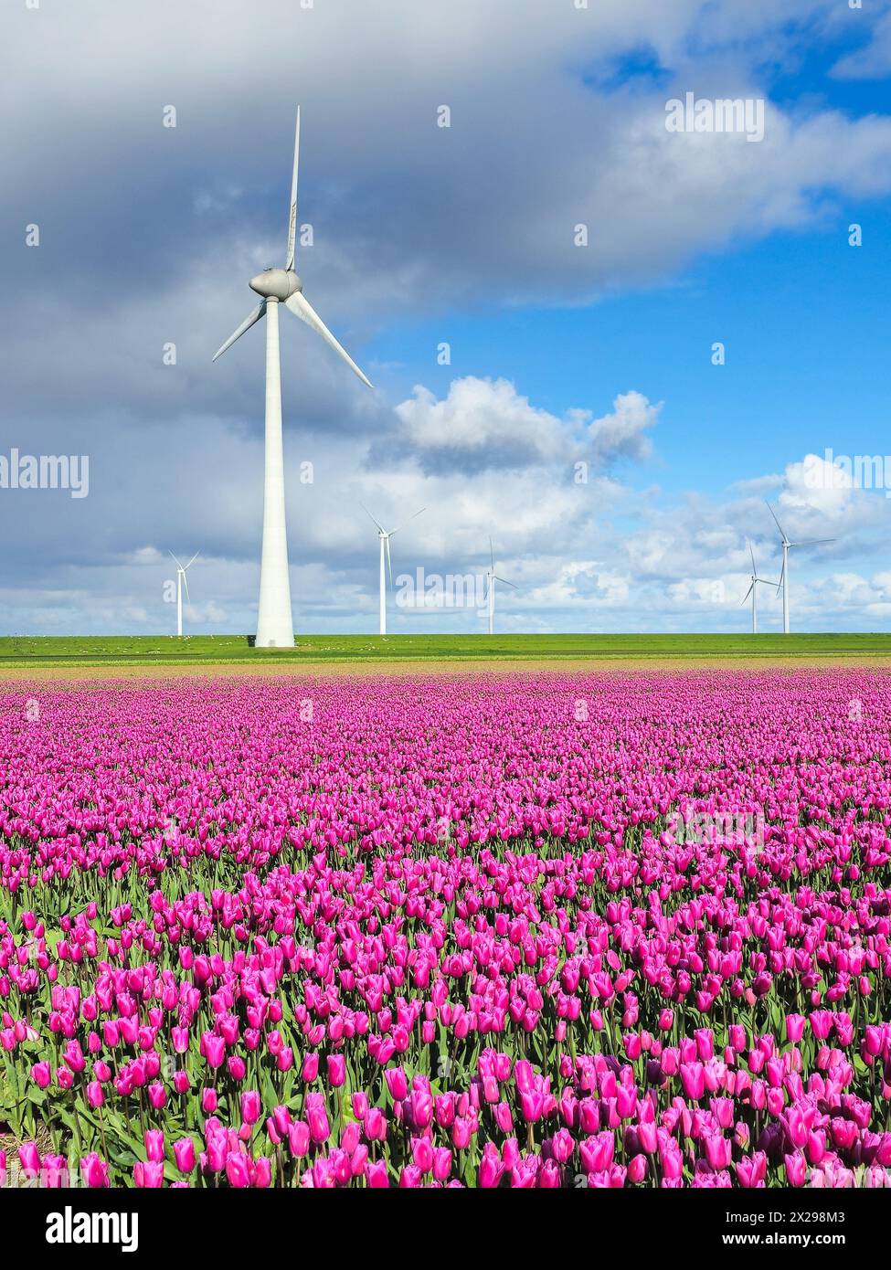 A picturesque scene of a field of colorful flowers swaying in the wind ...