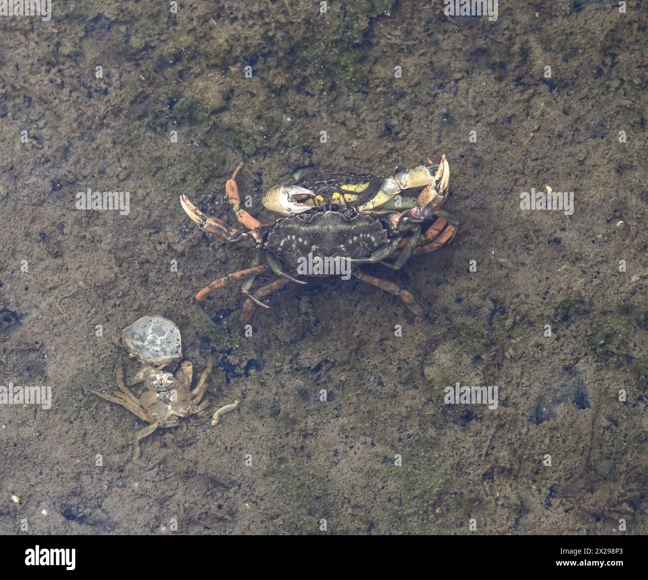 two fighting Beach Crabs or Green Crab resp.Carcinus maenas while low ...