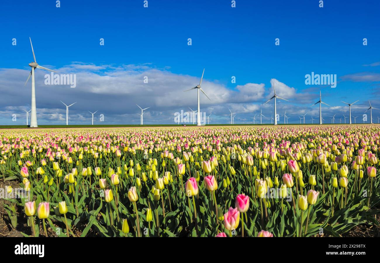 Tulips dancing in breeze hi-res stock photography and images - Alamy