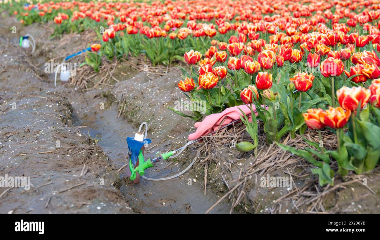 sprayer with pesticides and gloves on the ground with a colorful tulip ...