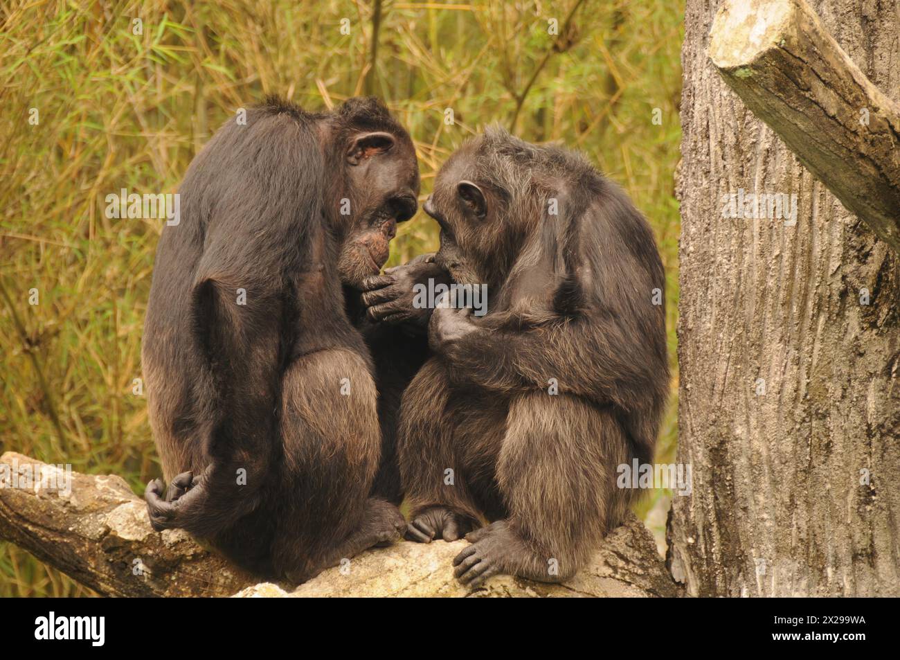Chimpanzee hanging tree hi-res stock photography and images - Alamy