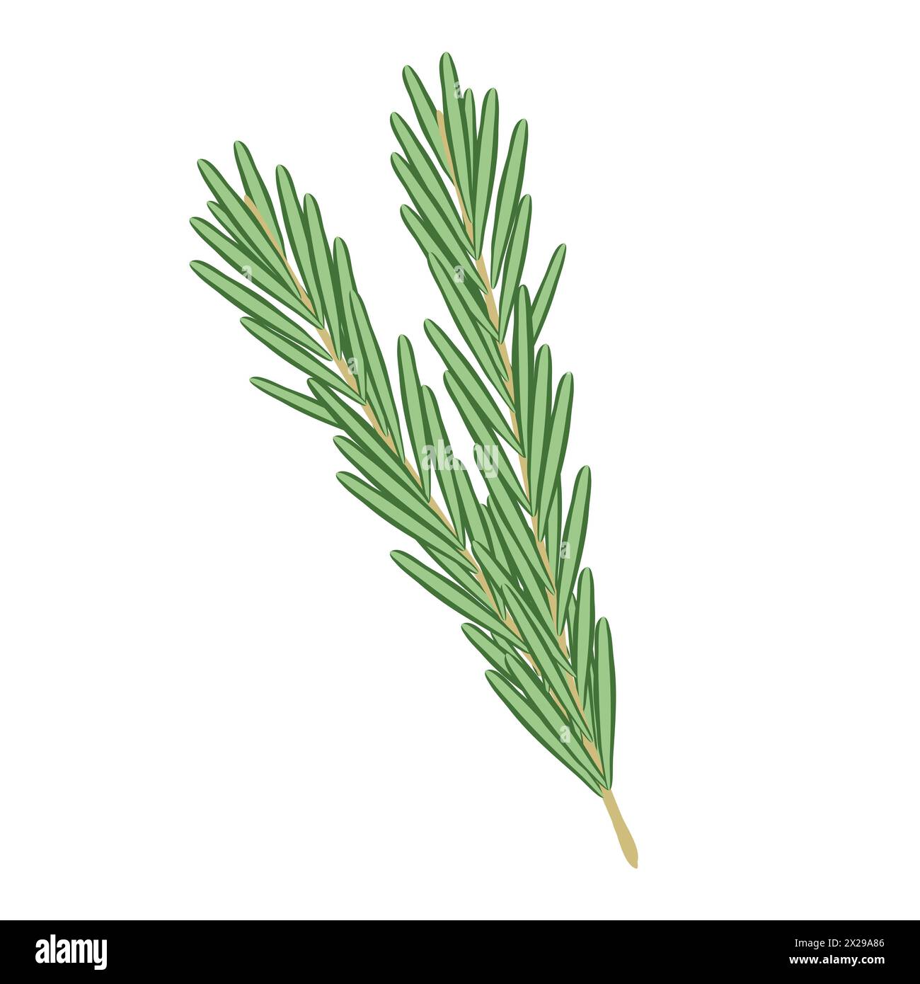 Branches of rosemary, healthy food icon, vector illustration Stock ...