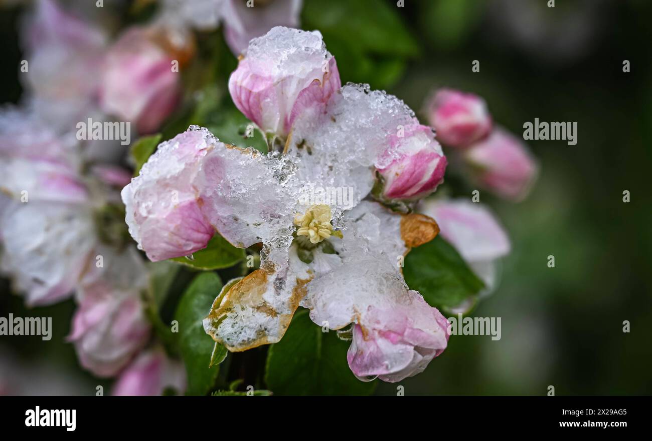 Hirrlingen Kreis Tuebingen 21.04.2024 Wetterbild / Schmuckbild ...