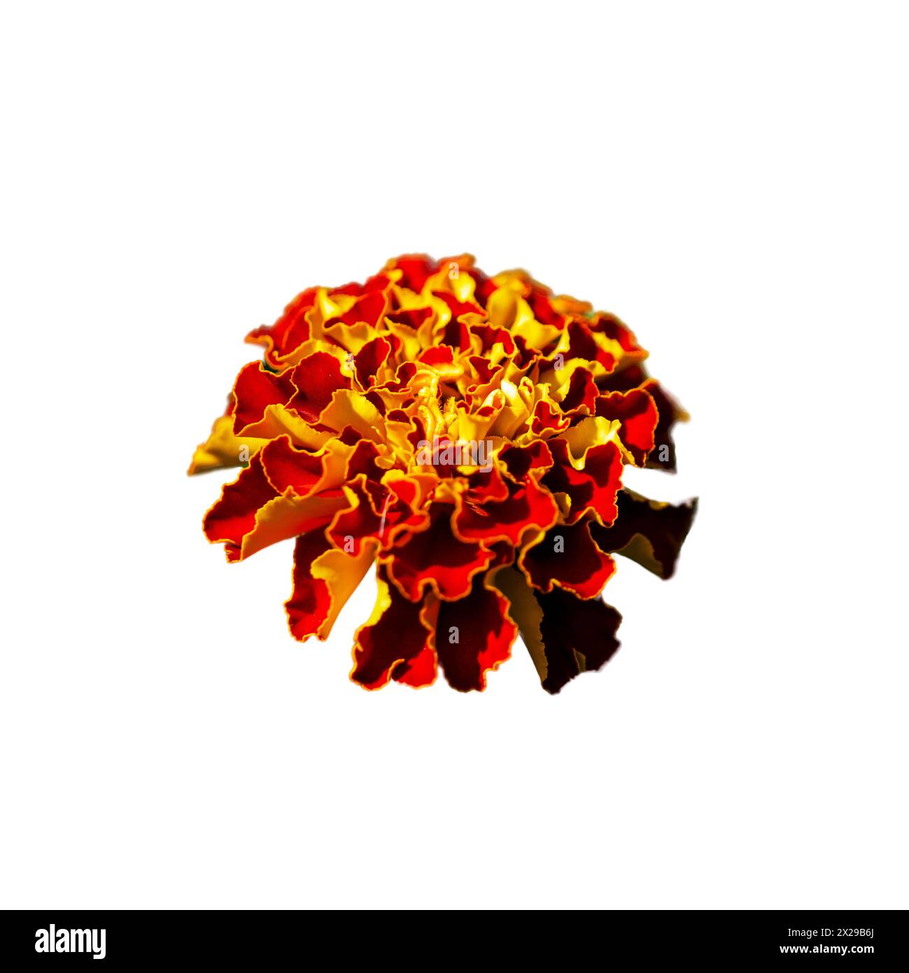 Floral Simplicity: Simple yet striking marigold flower against a pure ...