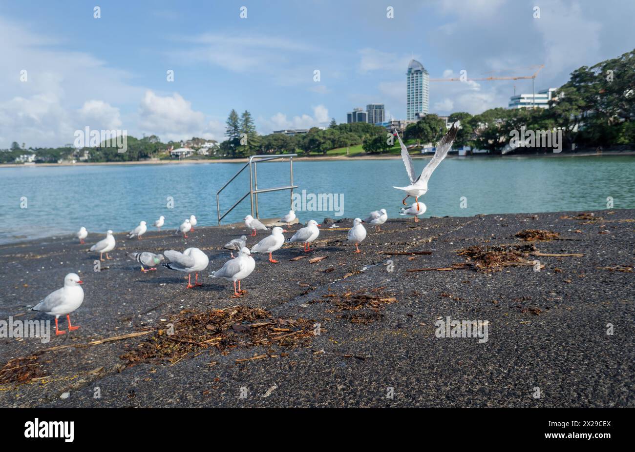 Seagulls on the boat ramp. Takapuna skyline in the distance. Takapuna ...