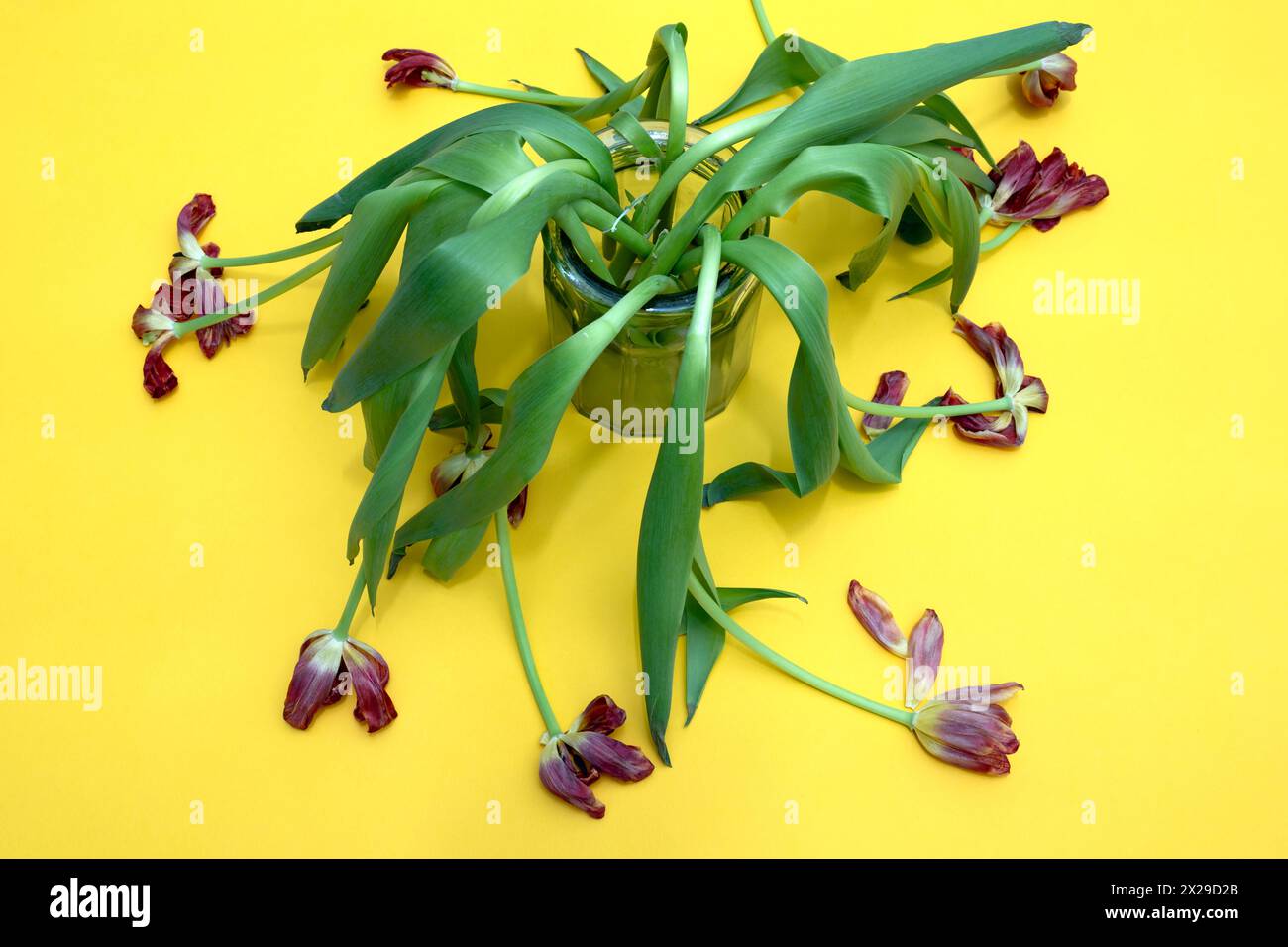 Dead tulips flower hi-res stock photography and images - Alamy