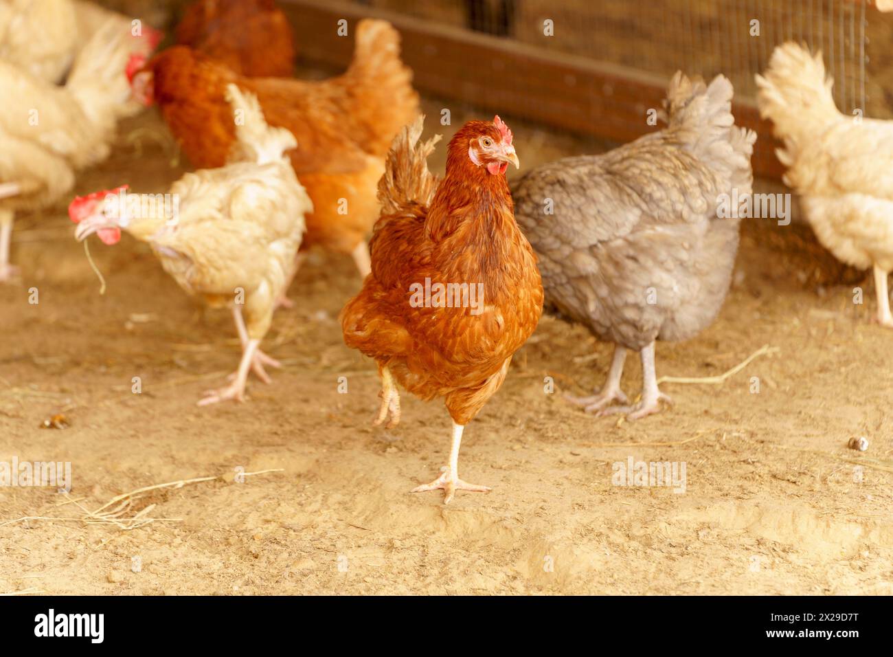 Group Of Chickens Standing In A Row Each Clucking And Pecking At The