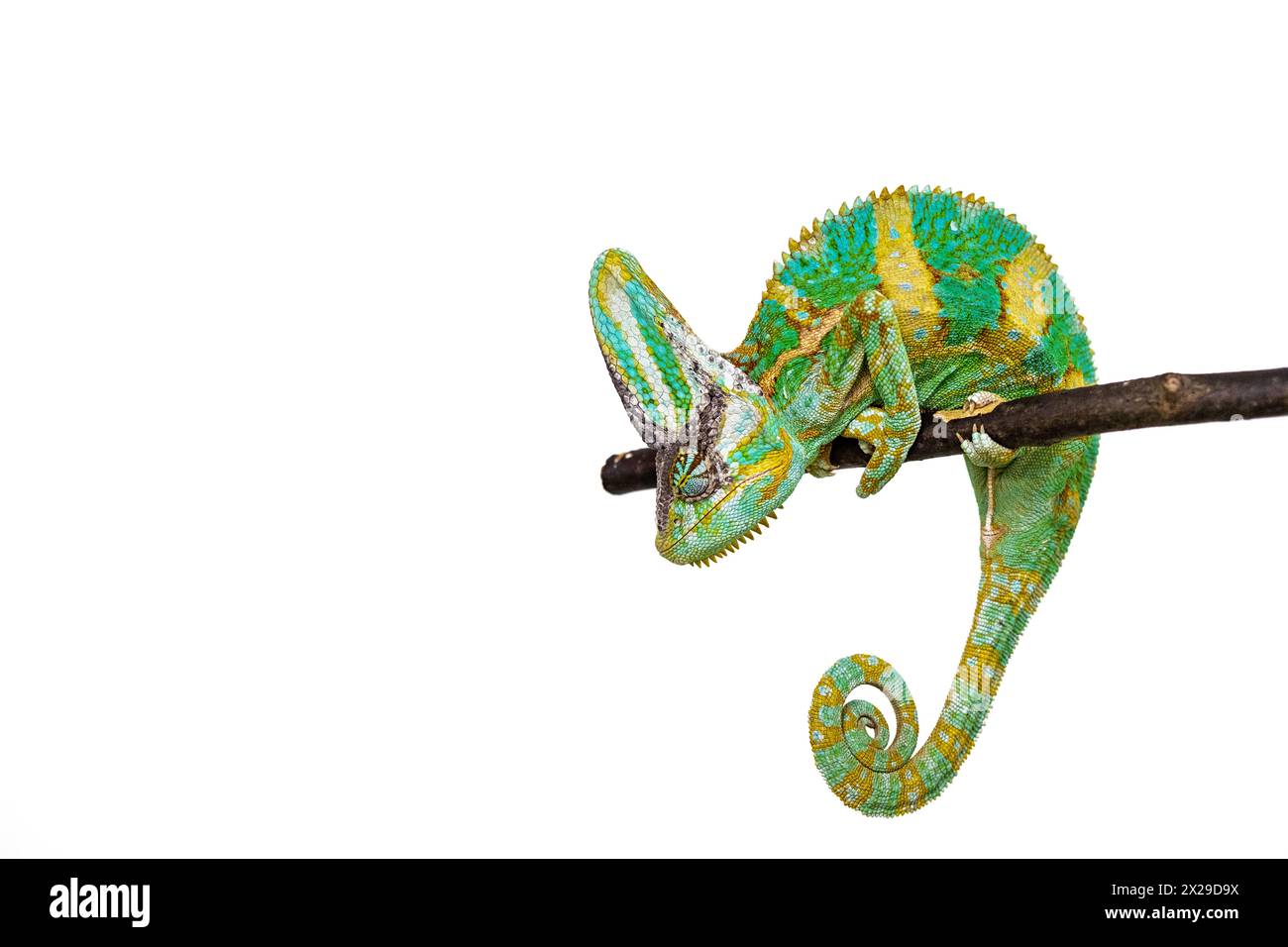 Cute funny chameleon - Chamaeleo calyptratus on a branch Stock Photo ...