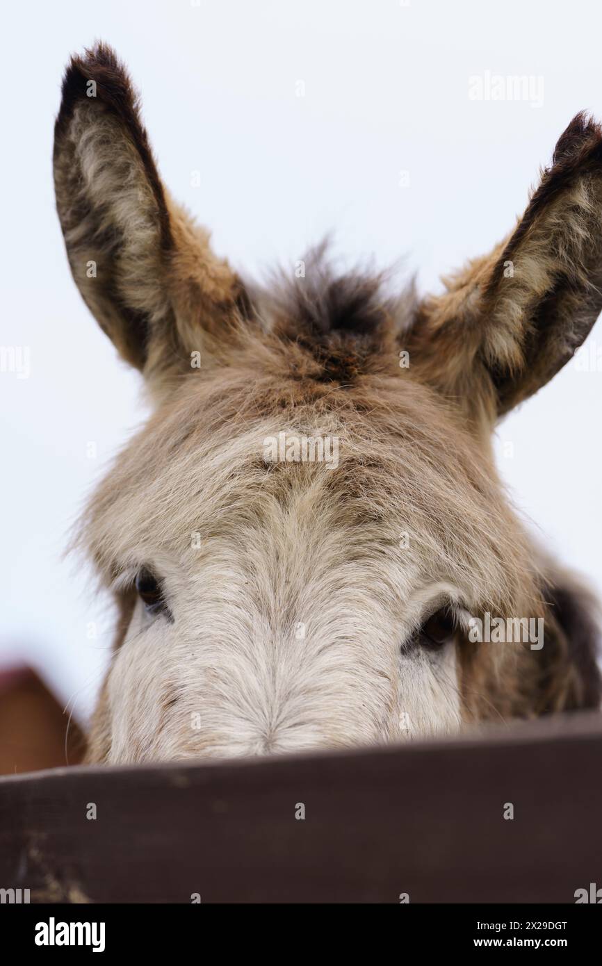 Donkey feeds on hay, showcasing its strength and elegance in the ...