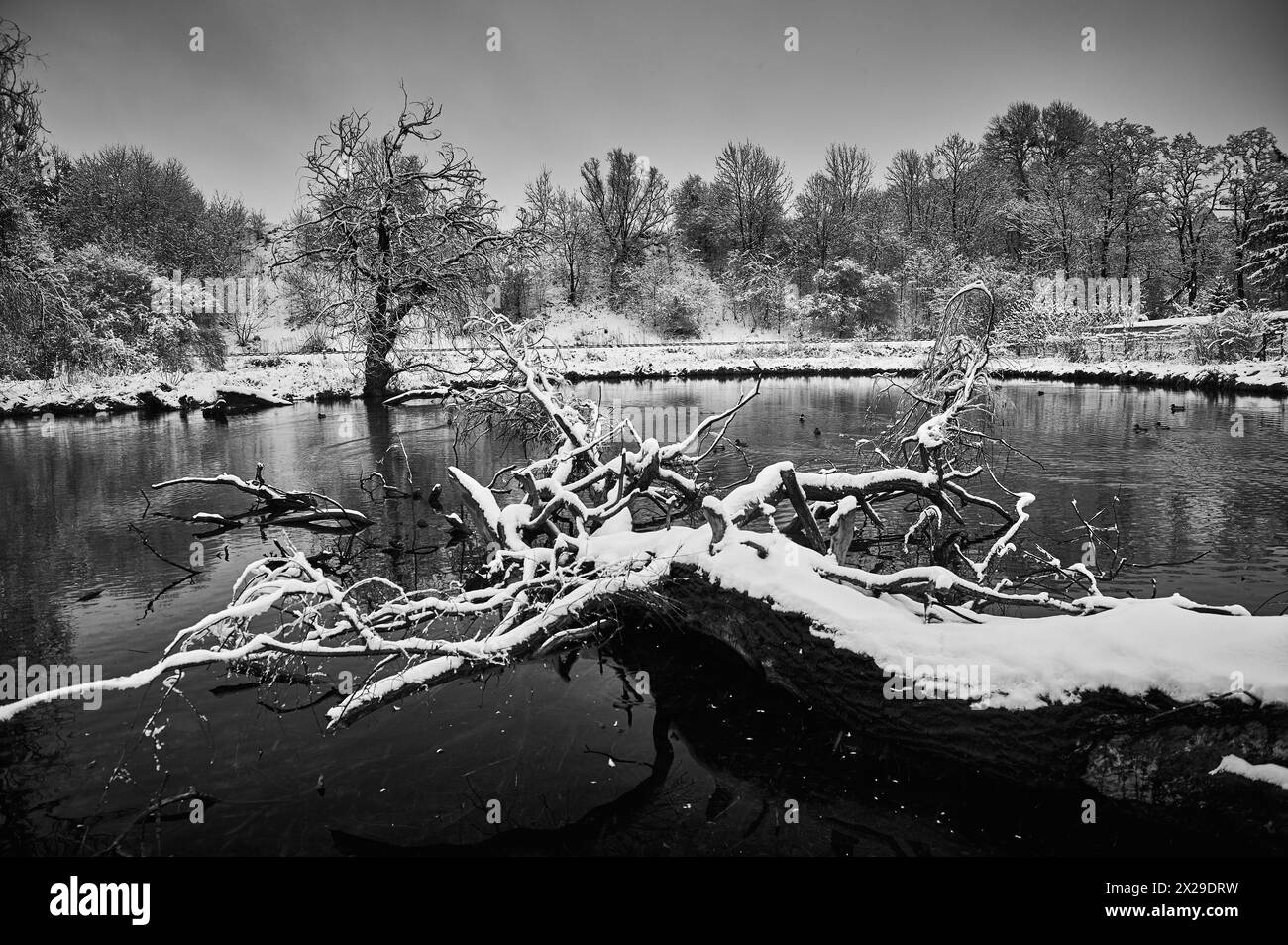 The trunk and branches of a fallen tree in a pond in Krasnystaw Stock ...