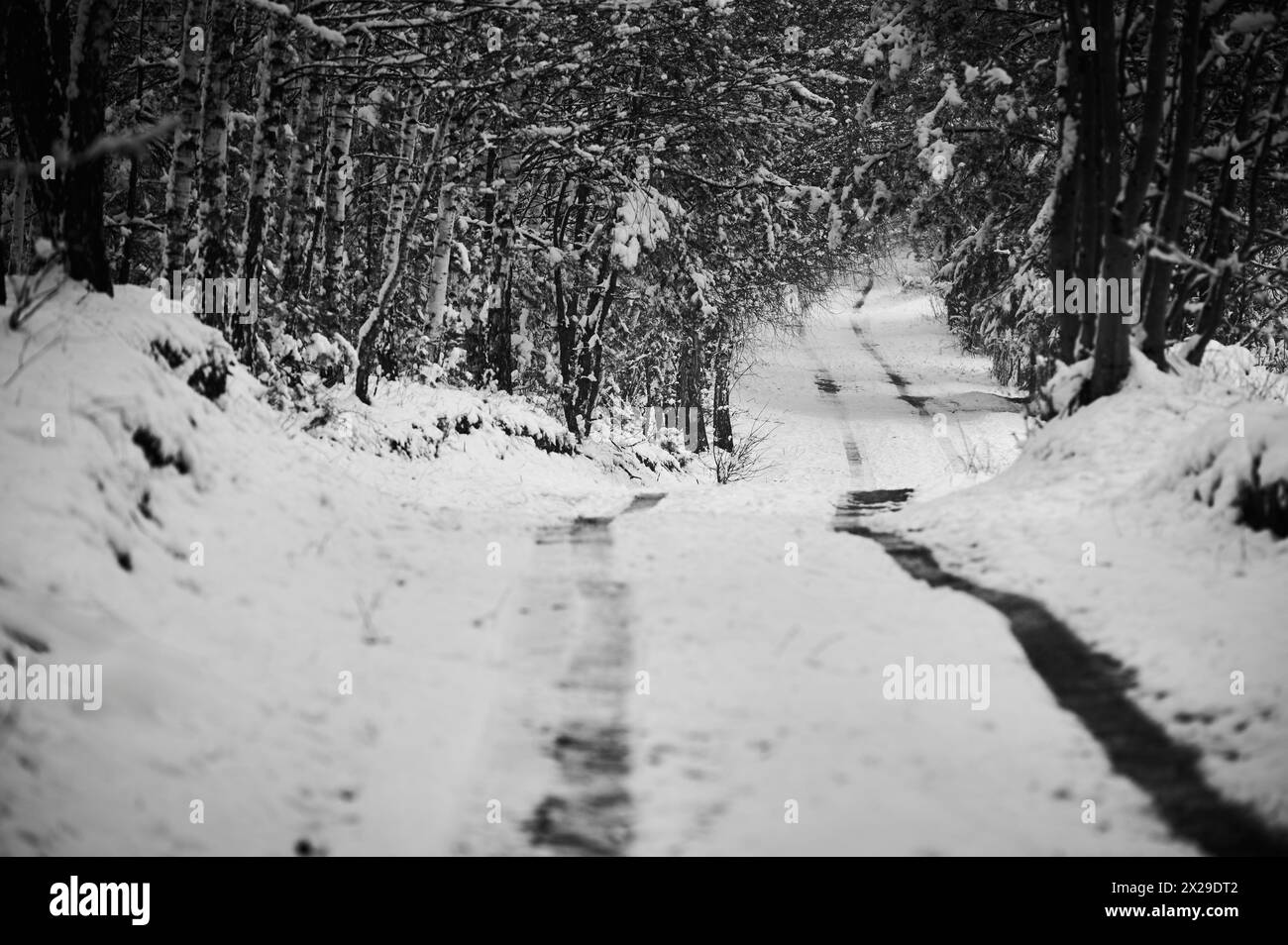 A cold forest of black and white birches Stock Photo - Alamy