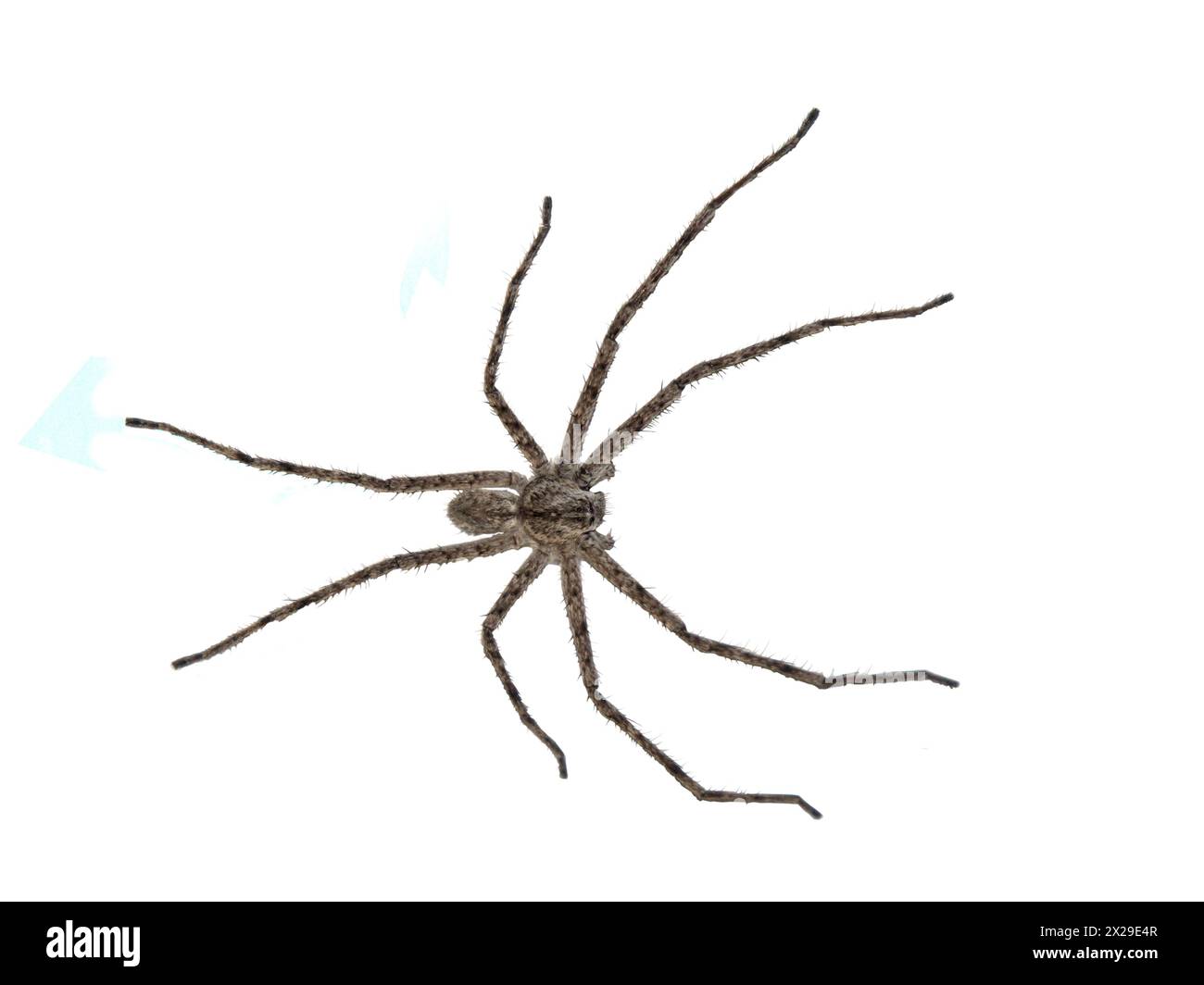 Ground huntsman spider hi-res stock photography and images - Alamy