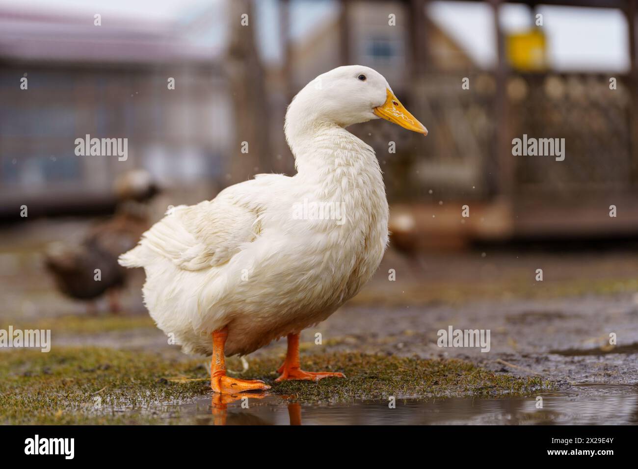 Graceful white duck stands elegantly on top of a small puddle of water ...