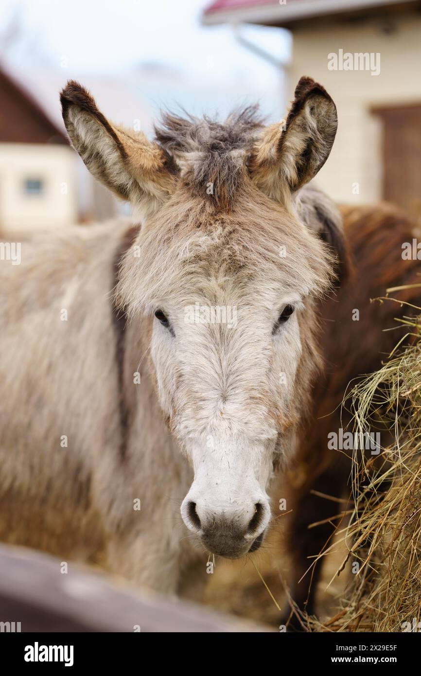 Donkey gazing directly at the camera with an expression of curiosity ...