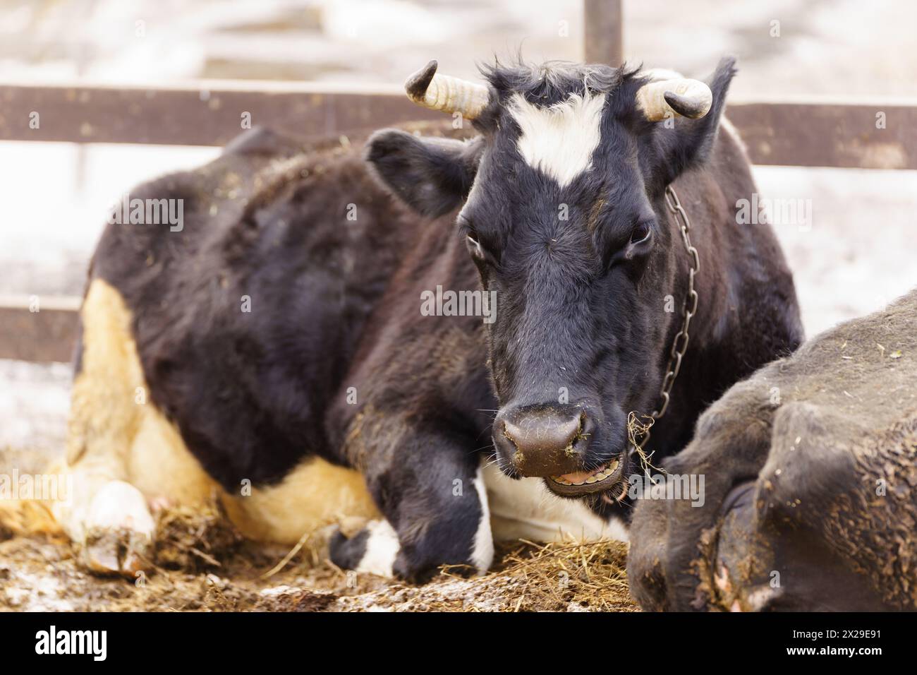 Cow stands a fence in a snowy landscape, its breath visible in the cold ...