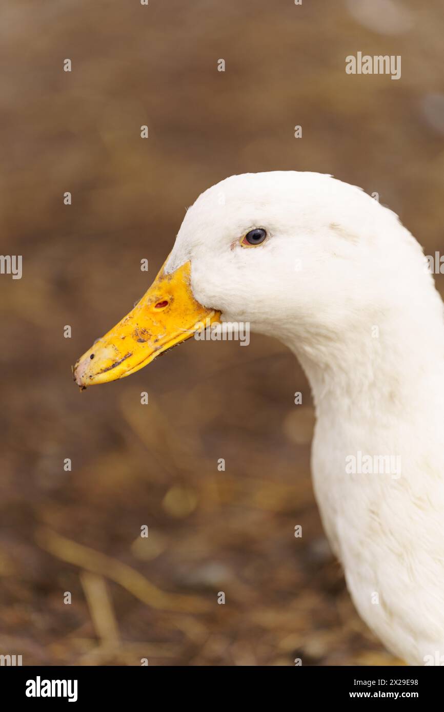 Graceful waterfowl stands hi-res stock photography and images - Alamy