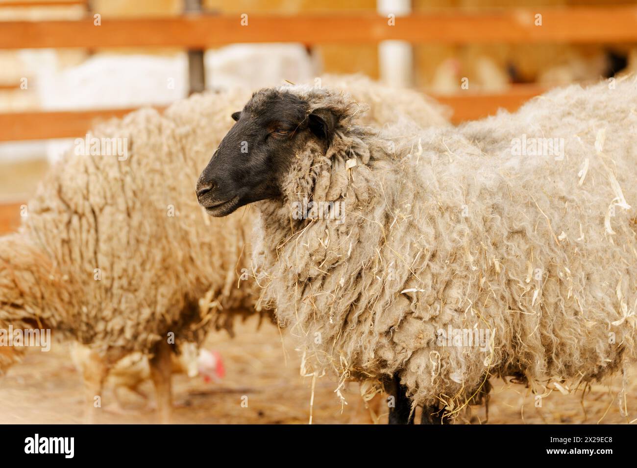 Sheep peacefully stands surrounded by golden hay in a farm pen ...