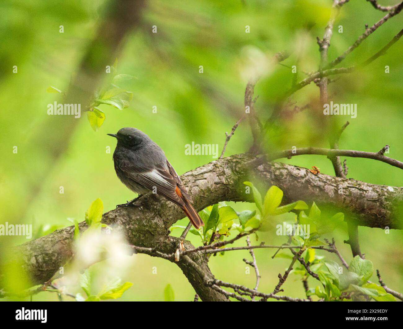 Small tree branch delicate hi-res stock photography and images - Alamy