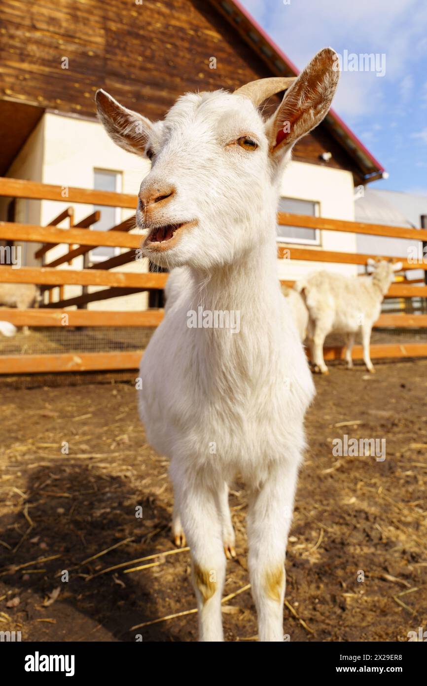 White goat stands on top of a dry grass field under the open sky Stock ...