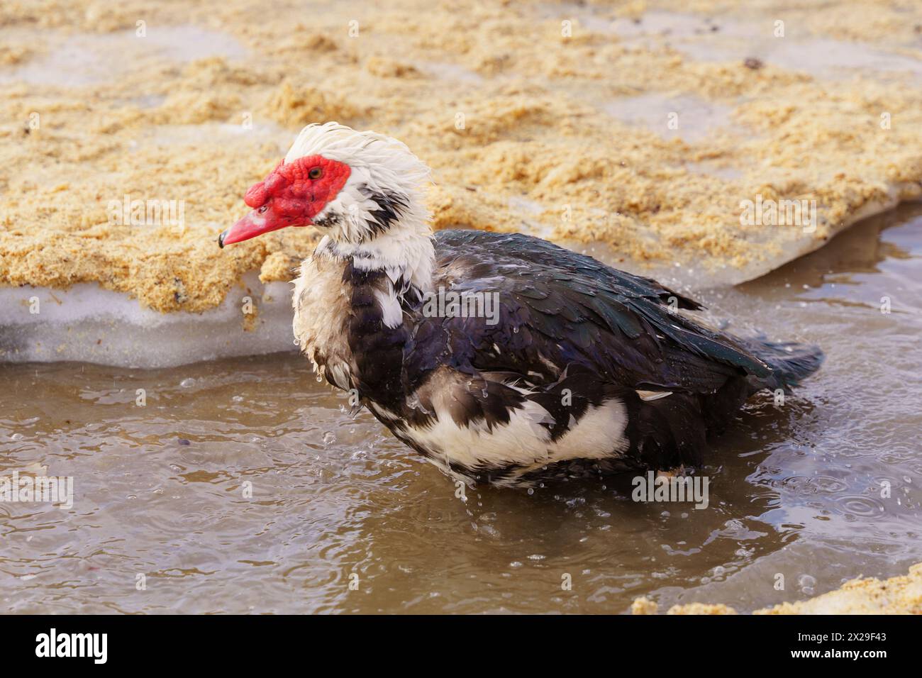 Detailed view of a Muscovy duck with distinct red head feathers, set in ...