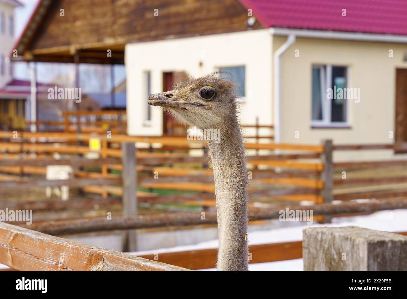 Ostriches standing inside a barn on an ostrich farm, surrounded by ...