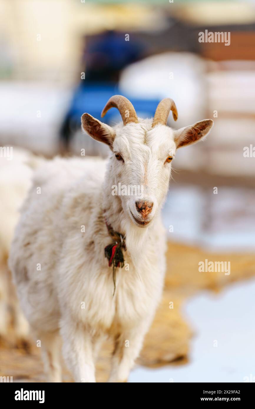 Goats seem at ease, peacefully grazing and exploring their surroundings ...