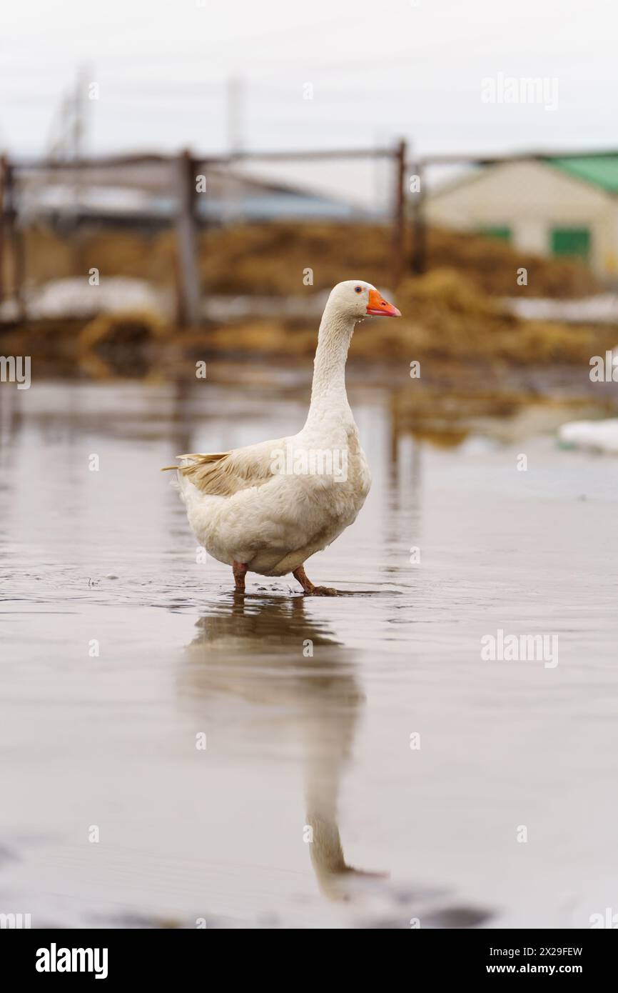 Group of winged creatures hi-res stock photography and images - Alamy