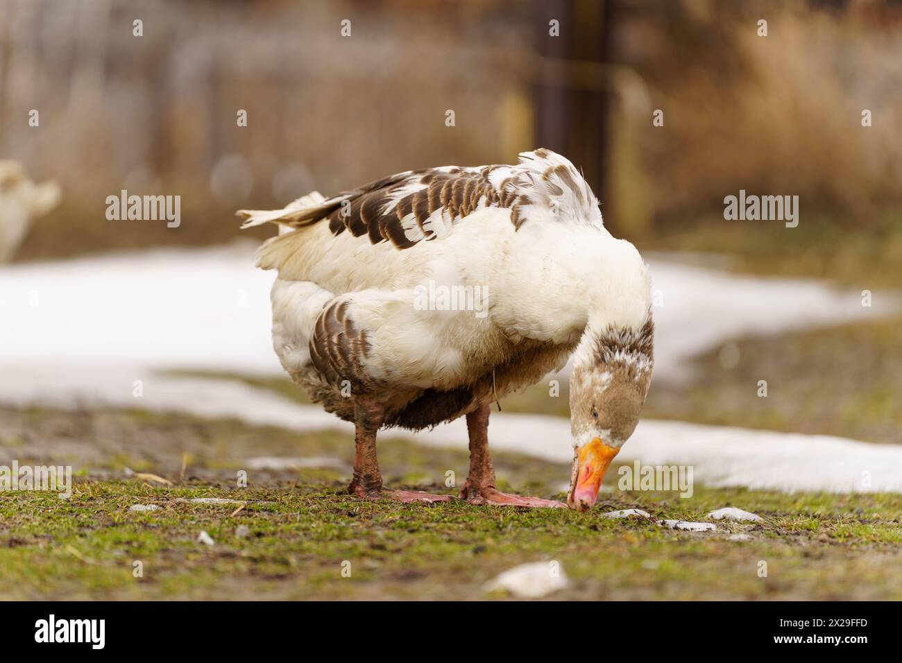 Geese is standing proudly on top of a lush green field, their feathers ...