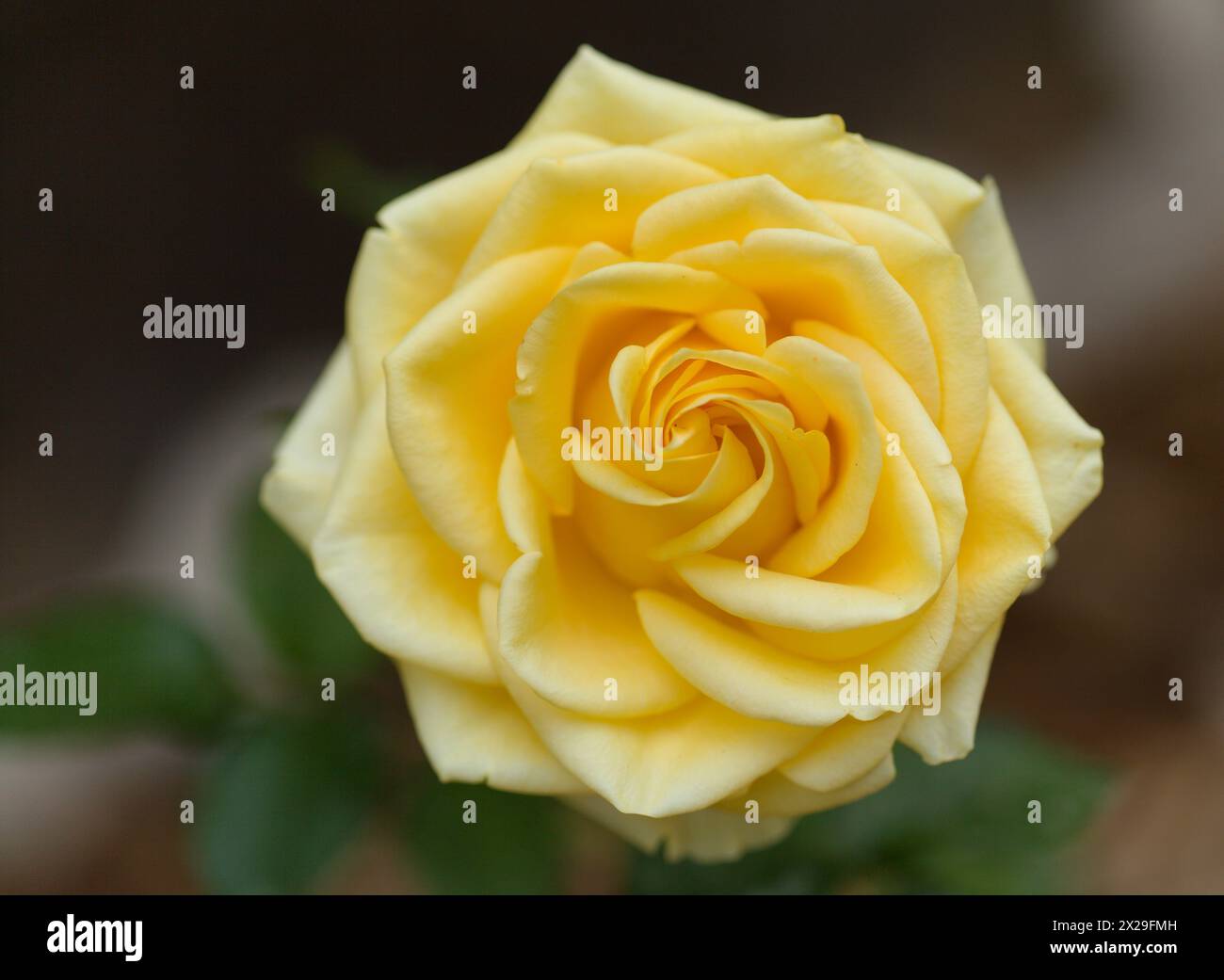 Yellow fully opened rose flower, macro floral background Stock Photo ...