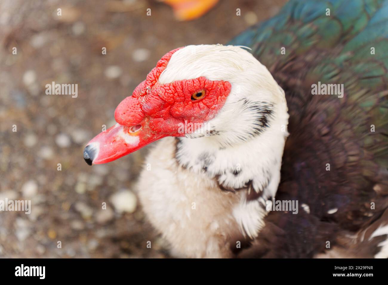 Muscovy duck is captured up close, displaying its unique plumage and ...
