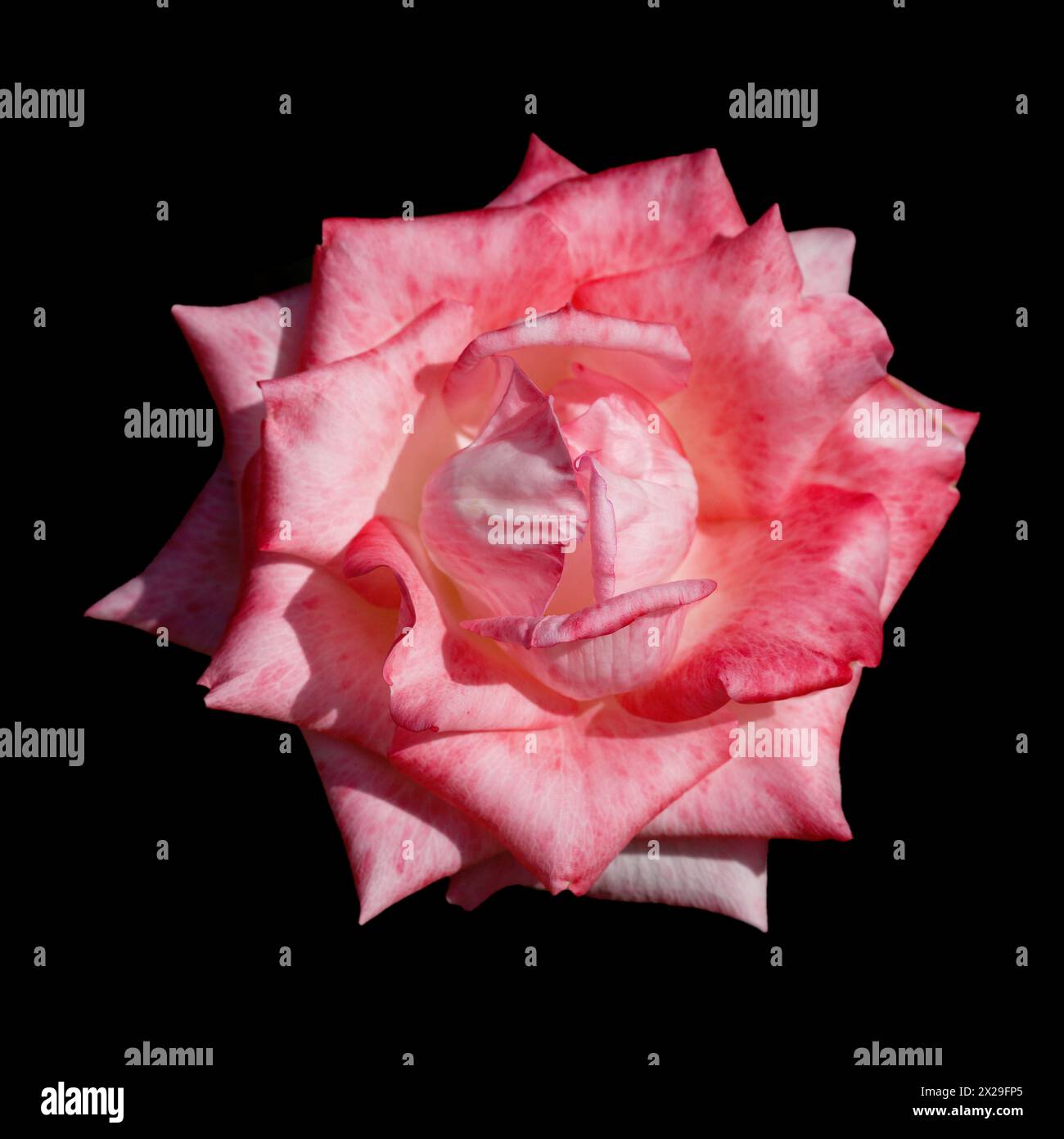 Mottled pink and cream rose flower isolated on black background Stock ...