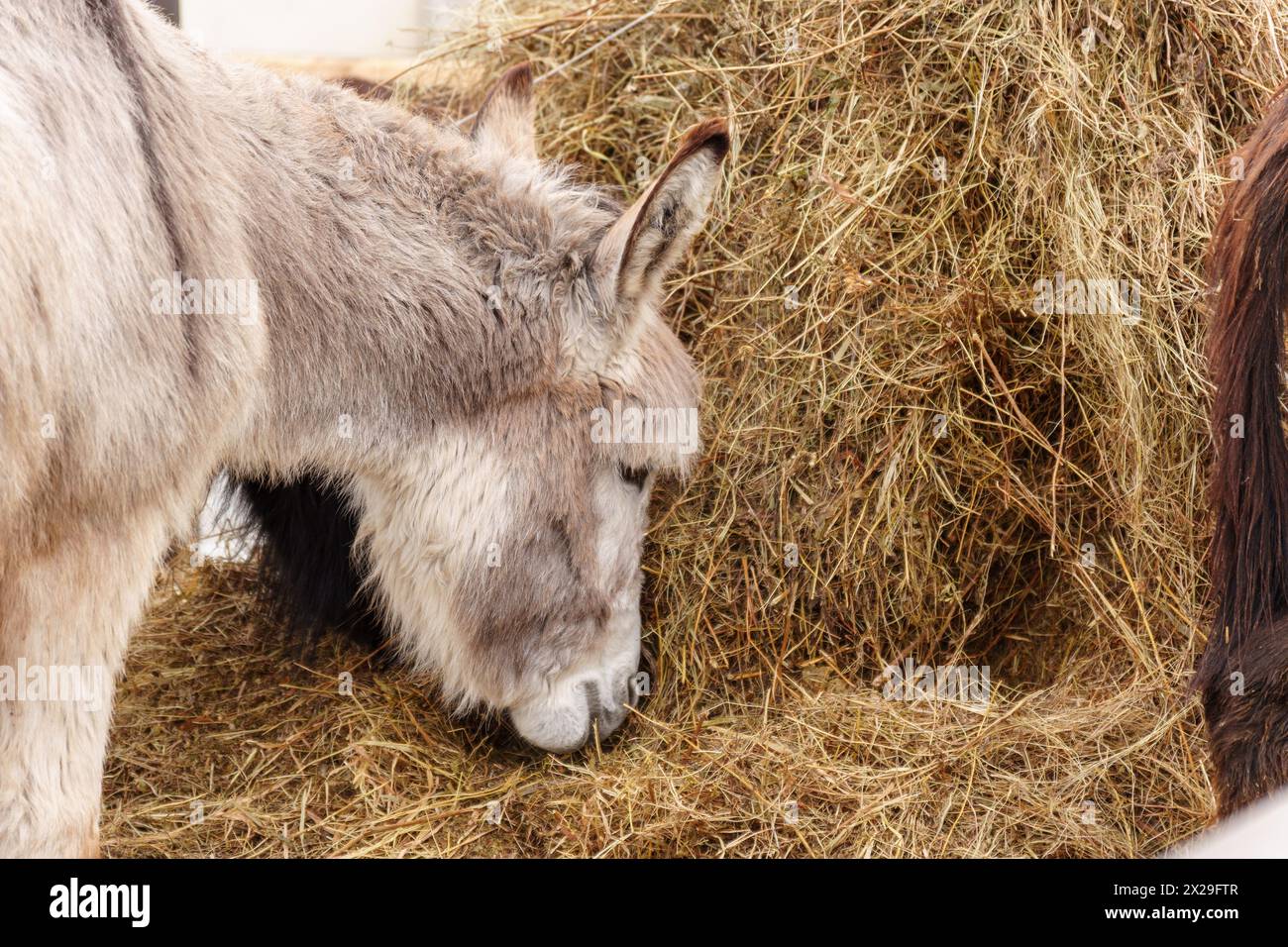 Donkey feeds on hay, showcasing its strength and elegance in the ...