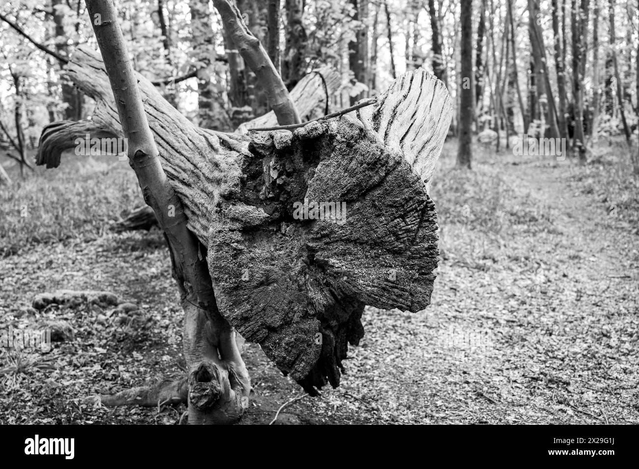 Brighton UK - A storm damaged fallen tree Stanmer Park Great Wood just ...