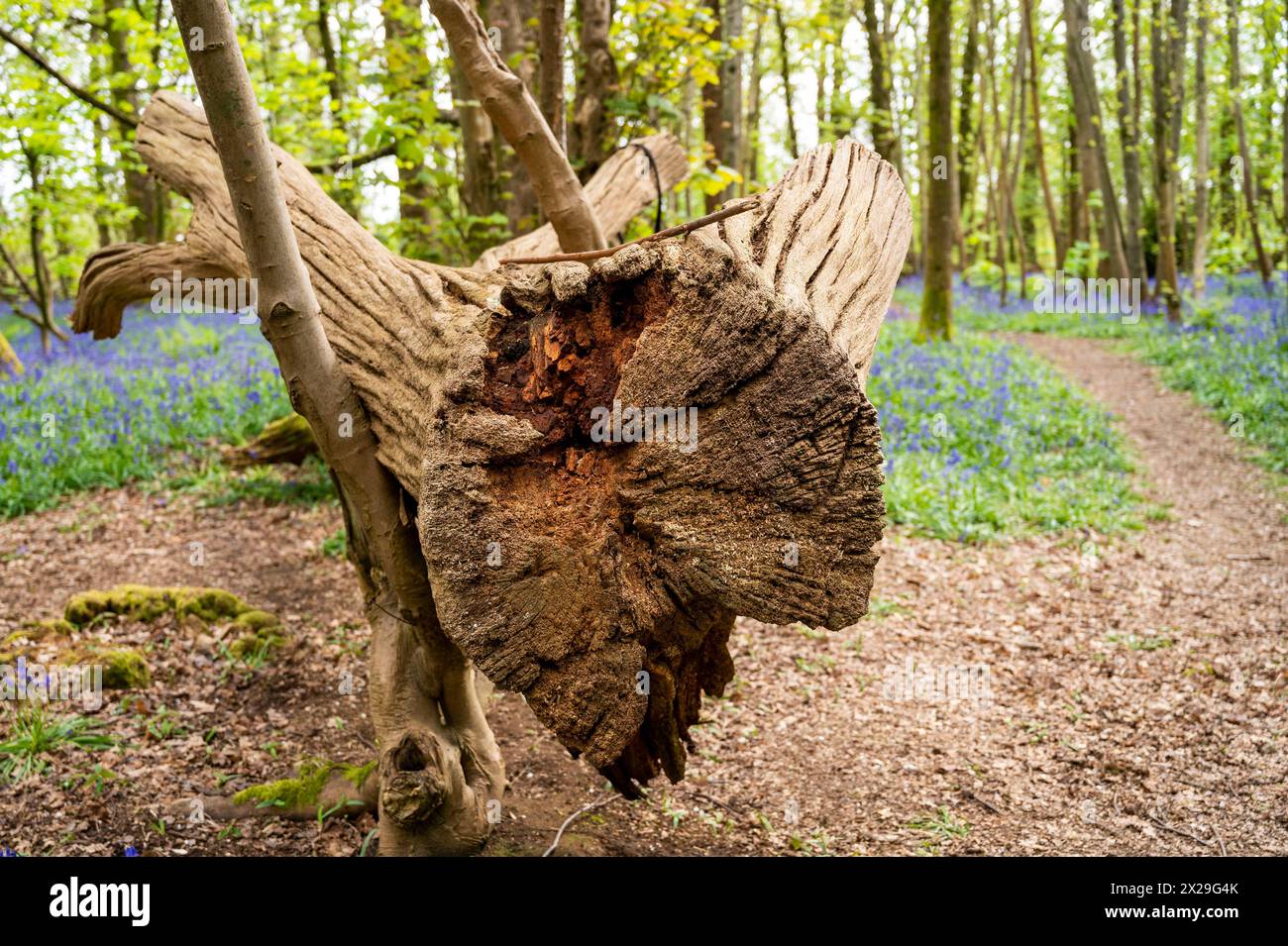 Brighton UK 20th April 2024 - A storm damaged fallen tree Stanmer Park ...