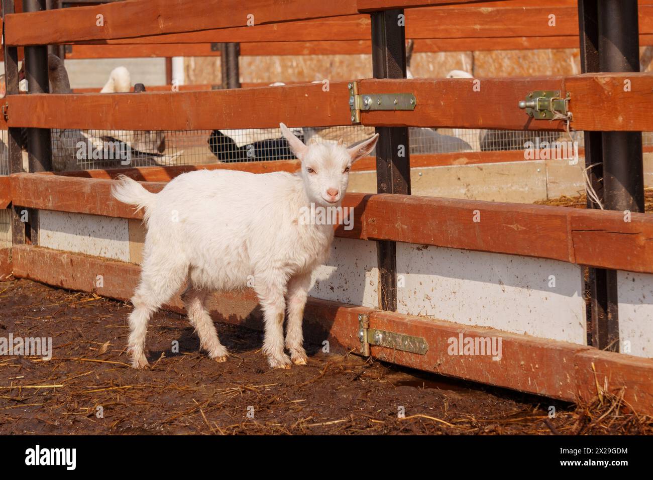 Goats on farm look peaceful and content in their enclosed environment ...