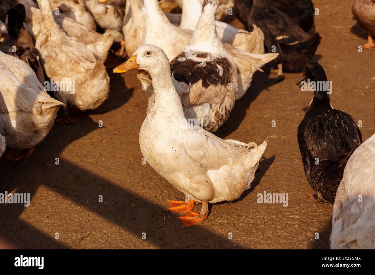 Ducks are standing on farm, their feathers blending with the earth as ...