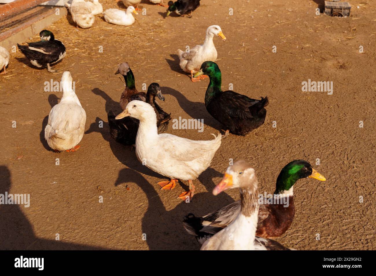 Ducks are standing in the dirt, their feathers blending with the earth ...