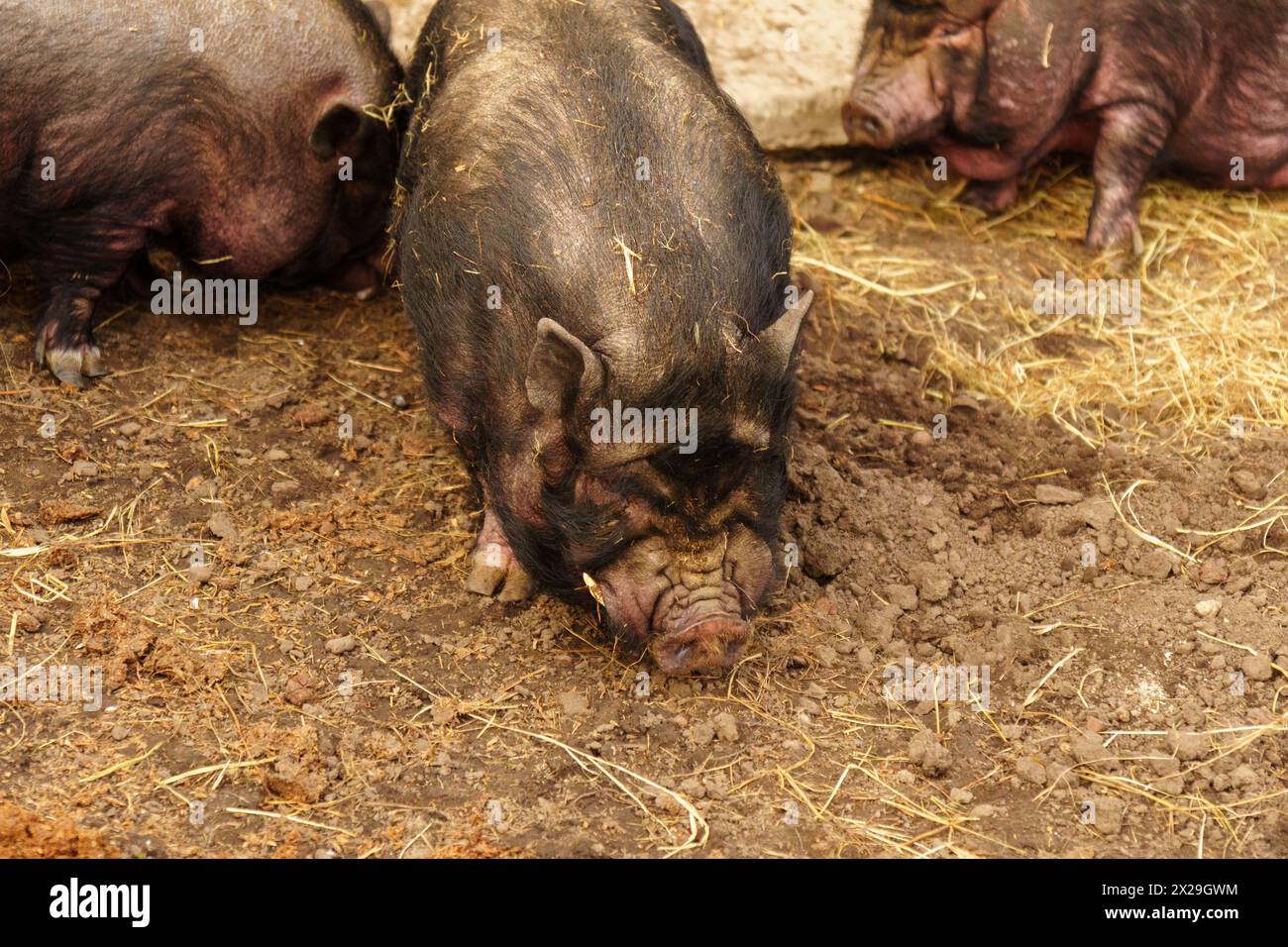 Pig are lounging atop a mound of hay in a farm setting. Selective focus ...