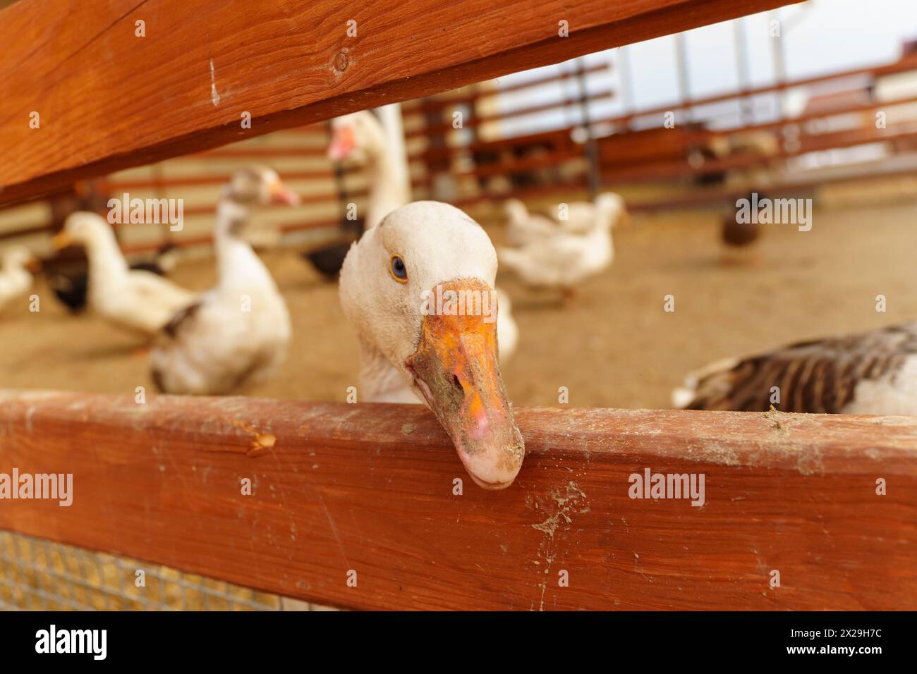 Curious Goose Peering Through Wooden Fence at a Farm Stock Photo - Alamy