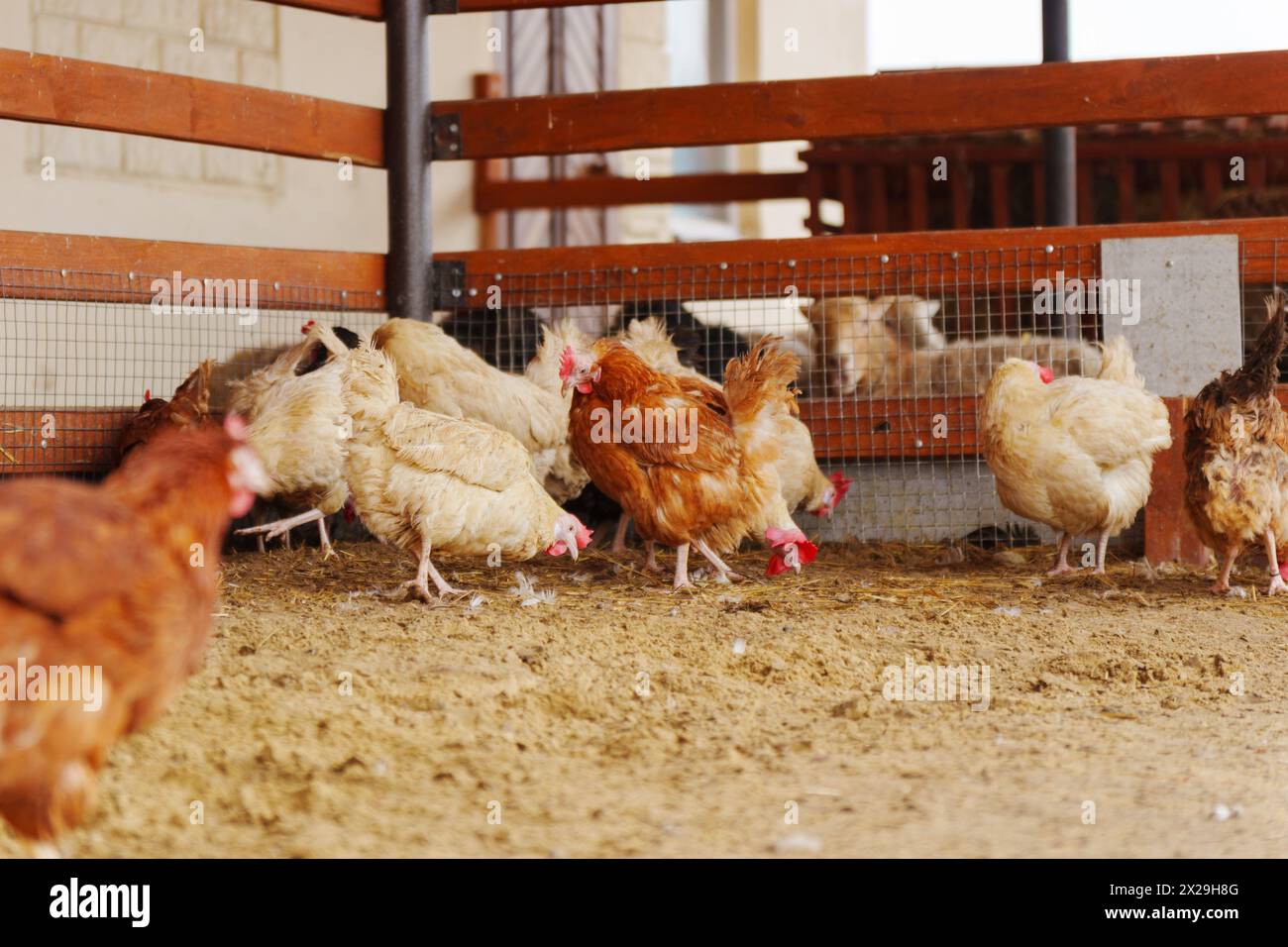 Group of chickens standing in a row, each clucking and pecking at the ...