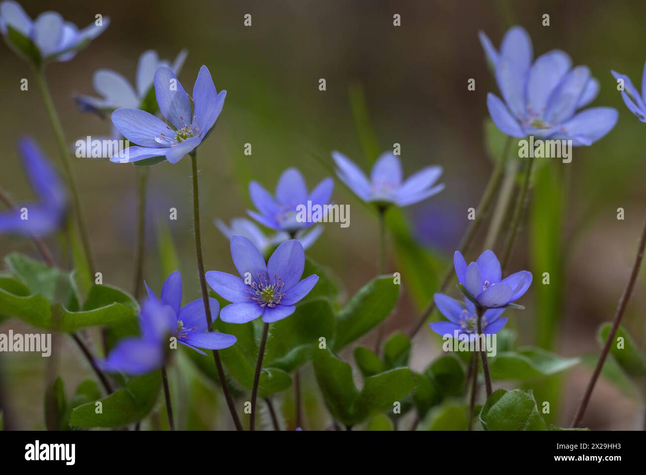 Europa Deutschland Niedersachsen Blume Pflanze Flora Leberblume ...