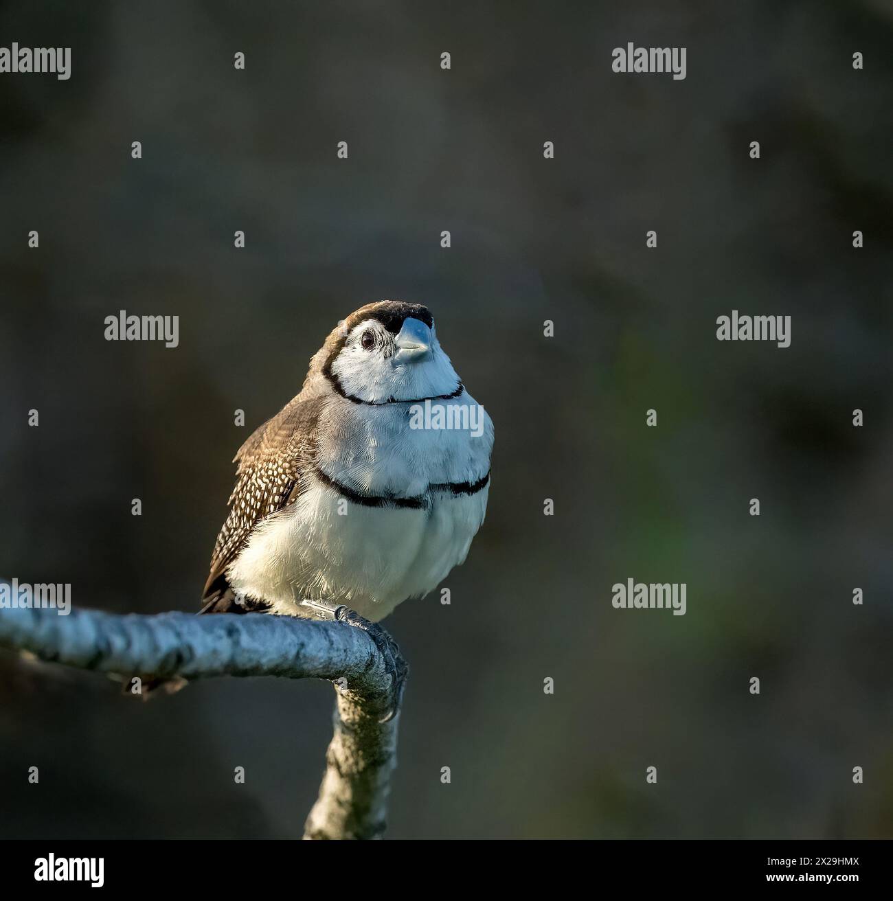 Long tailed grass finch hi-res stock photography and images - Alamy