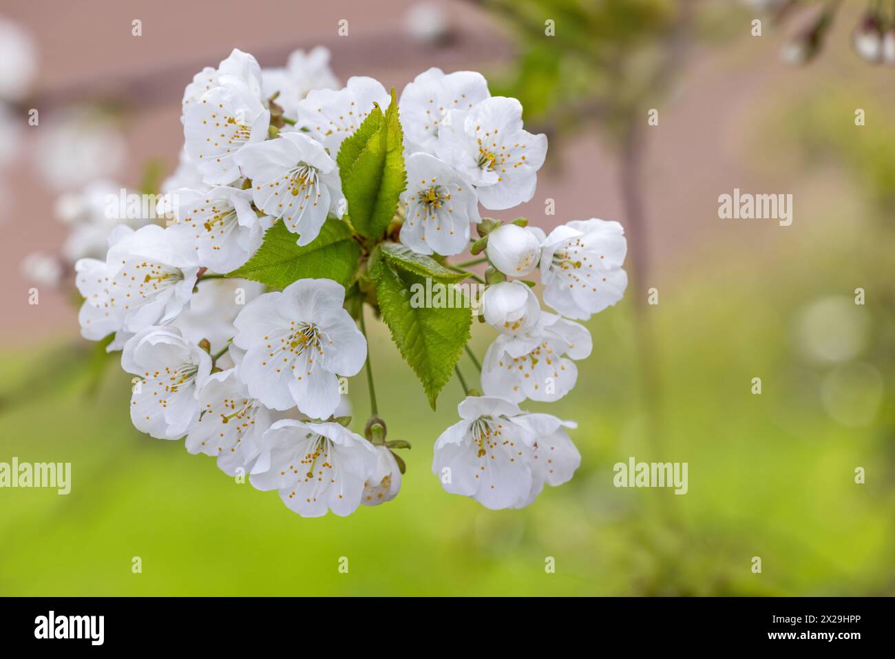 Europa Deutschland Frühling Zweig Ast: Aufgehende Blüten und Knospen an ...