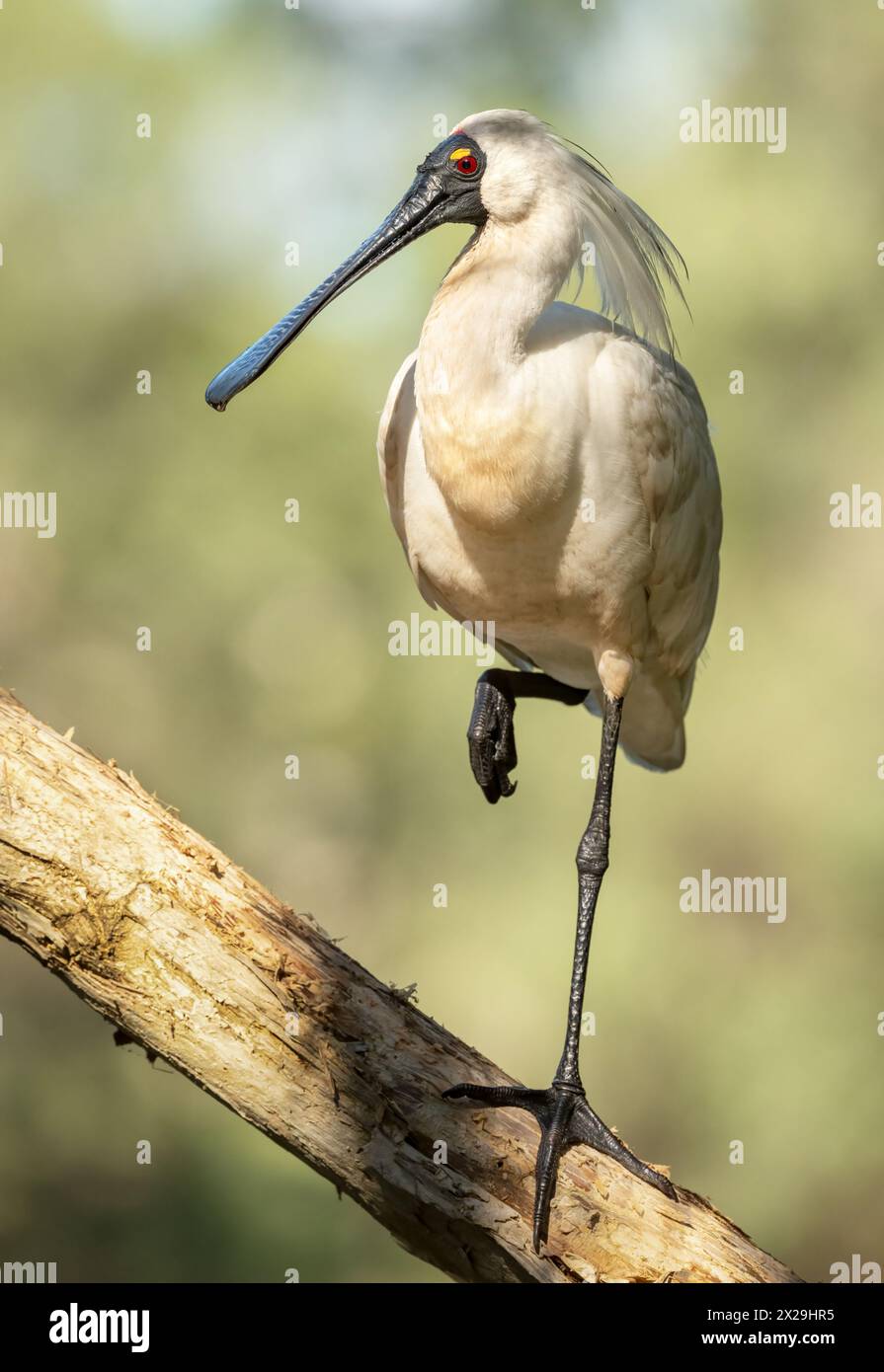 The Royal Spoonbill ( Platalea regia) One-Legged Stance in Queensland ...