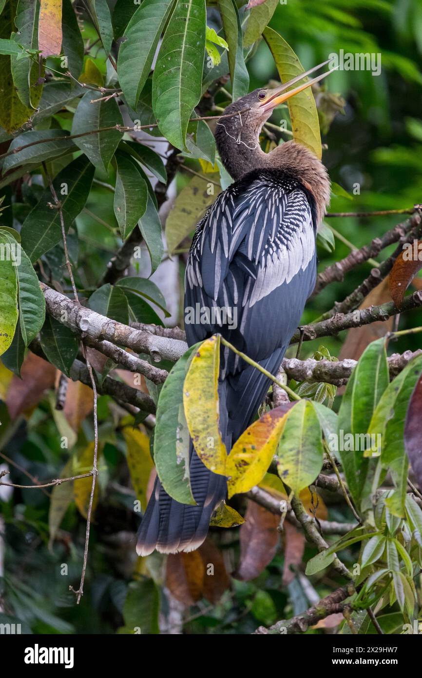 Needle duck on a tree in the Tortuguero jungle in Costa Rica Stock ...