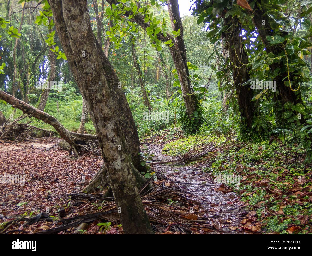 Path in a forest on the coast of Puerto Viejo de Talamanca in Costa ...