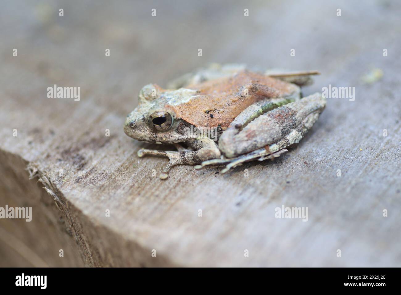 Ryukyu tip nosed frog hi-res stock photography and images - Alamy