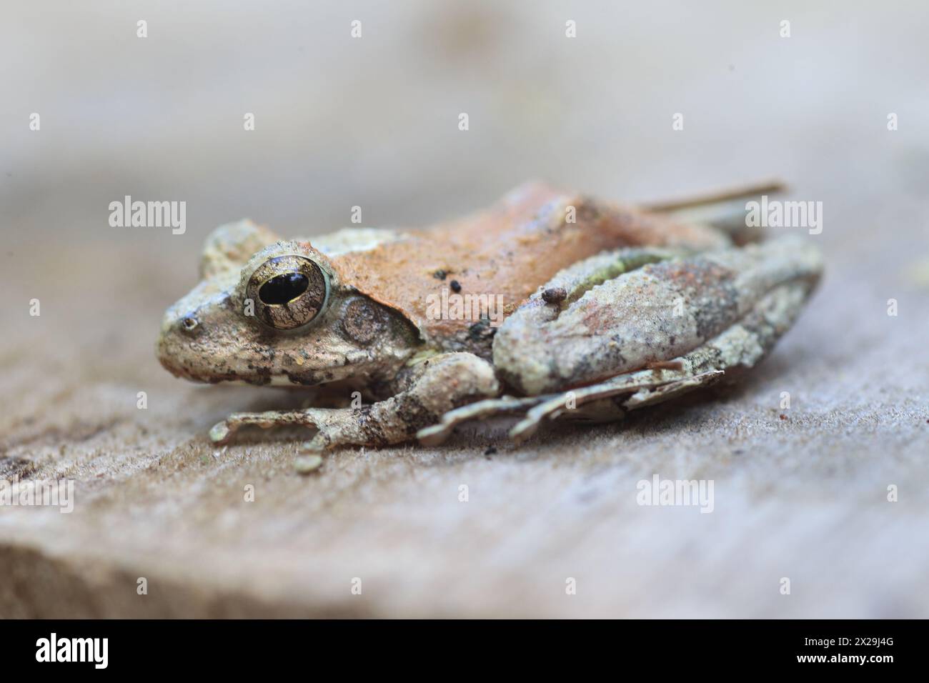 Ryukyu tip-nosed frog, Ryukyu Island frog, or Okinawa tip-nosed frog ...