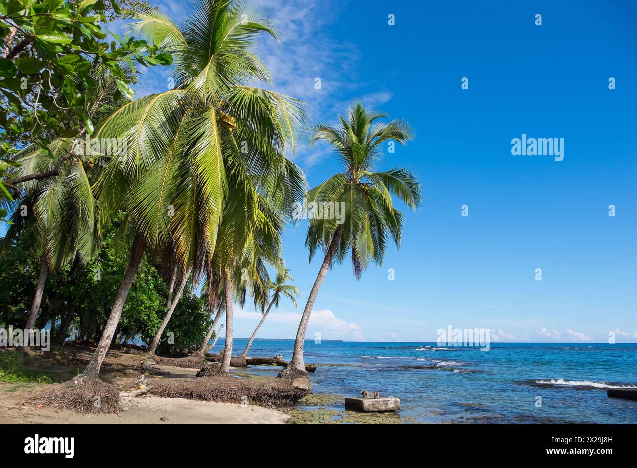 Palm trees on the beach of Puerto Viejo on the Atlantic coast of Costa ...