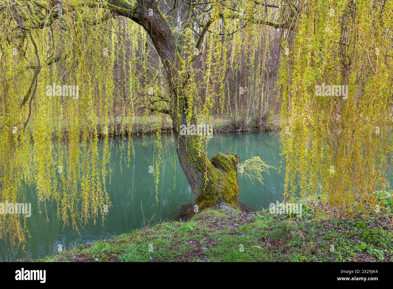 Europa Deutschland Niedersachsen Weide Innerste: Eine Weide mit langen ...